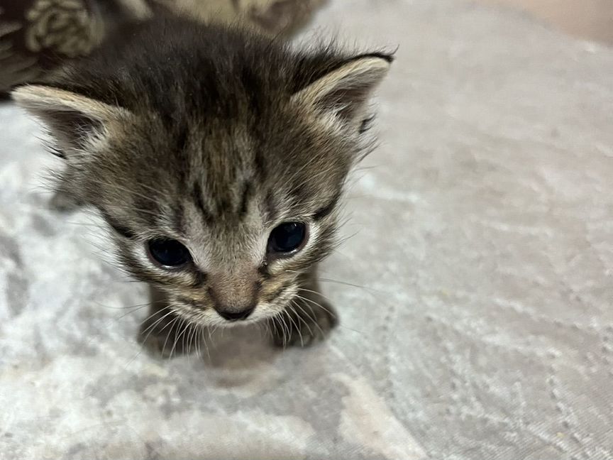 Котята в добрые руки. Стерилизация в подарок