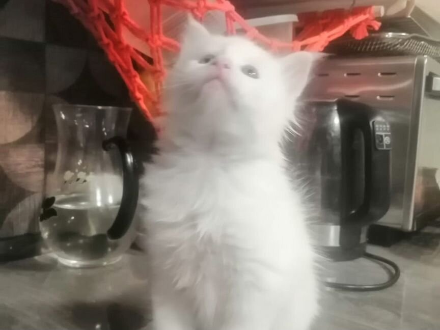 Королевский белоснежный мальчик