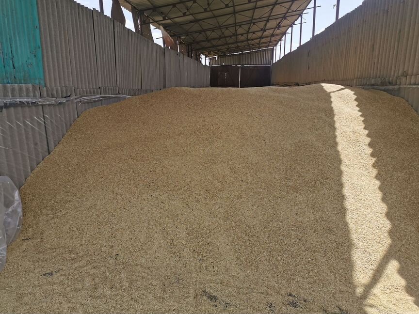 Ячмень озимый