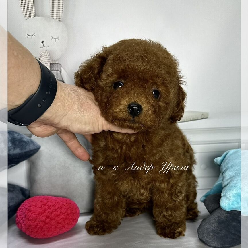 Той-пудель, щенок