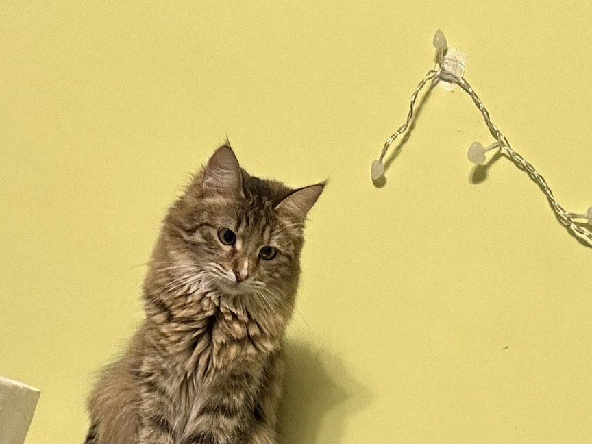 Отдам кошек в добрые руки