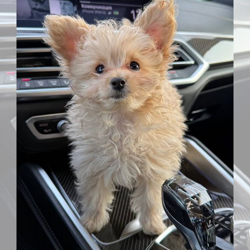 Щенок помапу