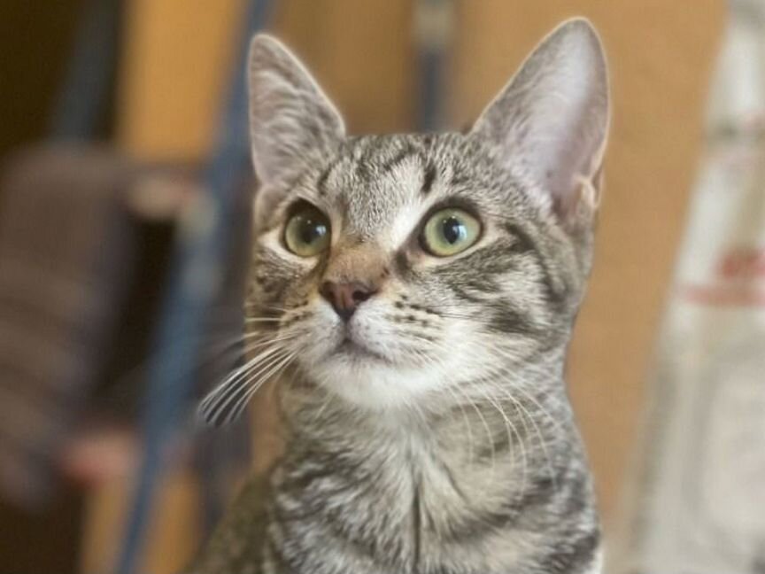 Невероятная ласкуша