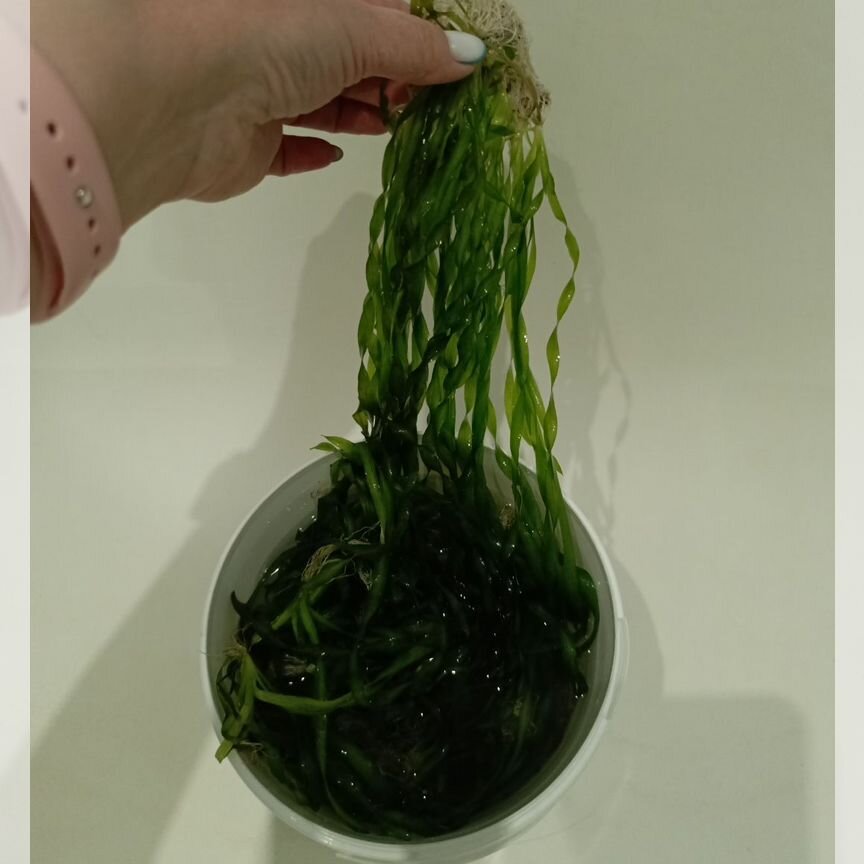 Валлиснерия гигантская, роголистник