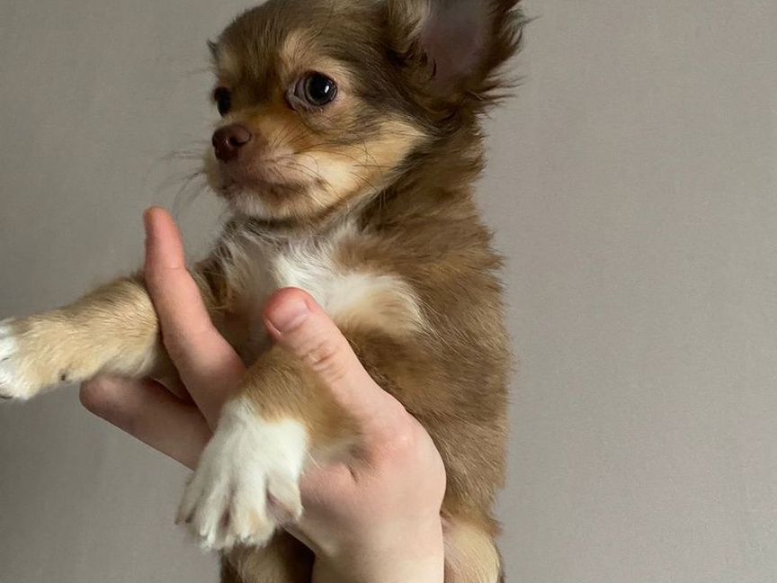 Бесподобные малыши чихуахуа ласковые мальчики