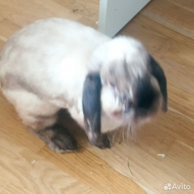 Декоративные кролики вислоухие