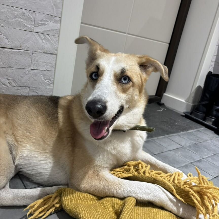 Собака в добрые руки отдам бесплатно