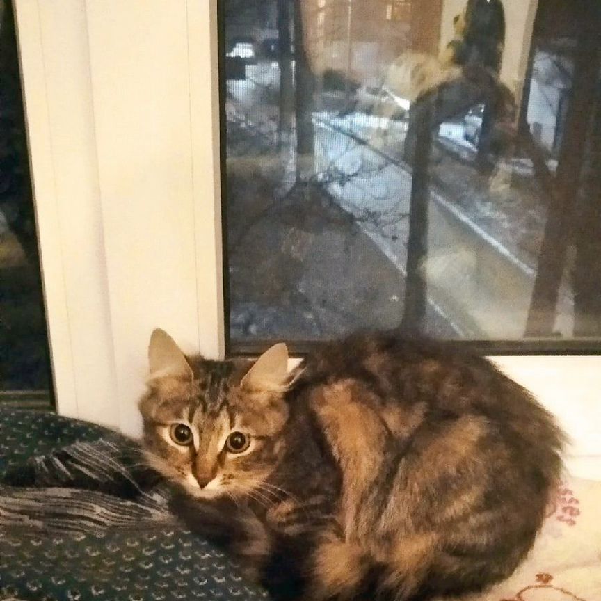 Котенок в добрые руки