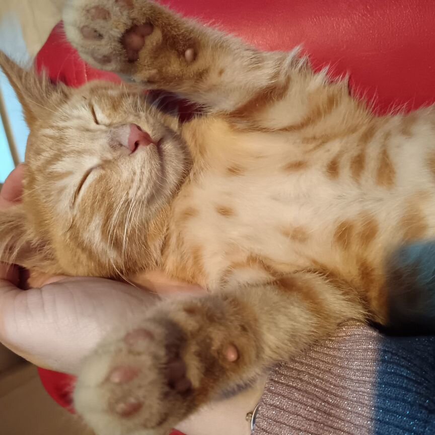 Микротигр