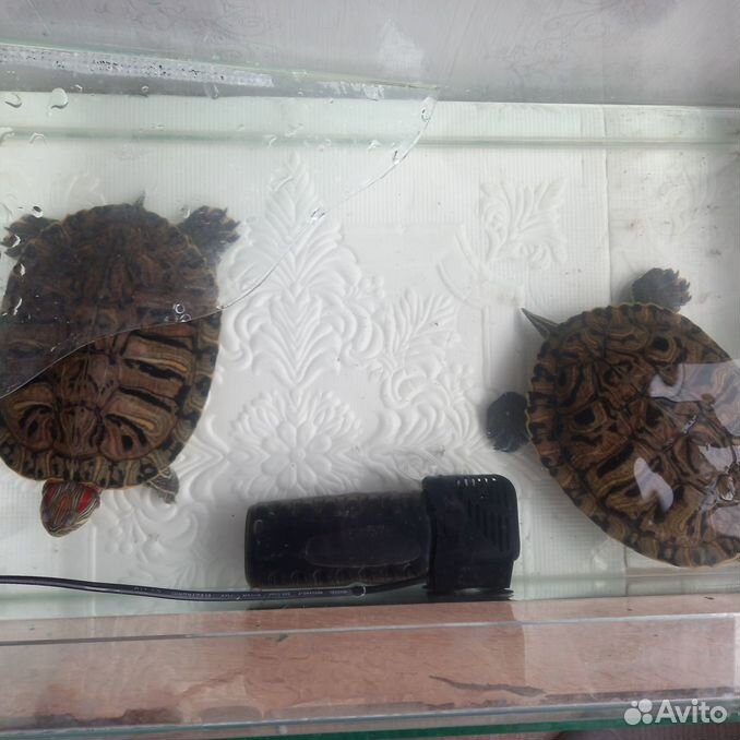 Красноухая черепаха с аквариумом 2 шт