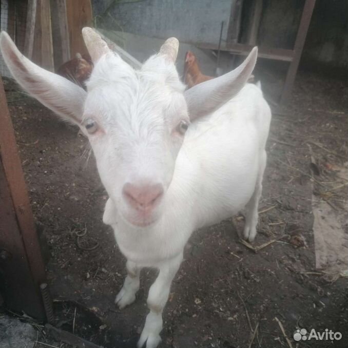 Козленок 4мес. Весёлый