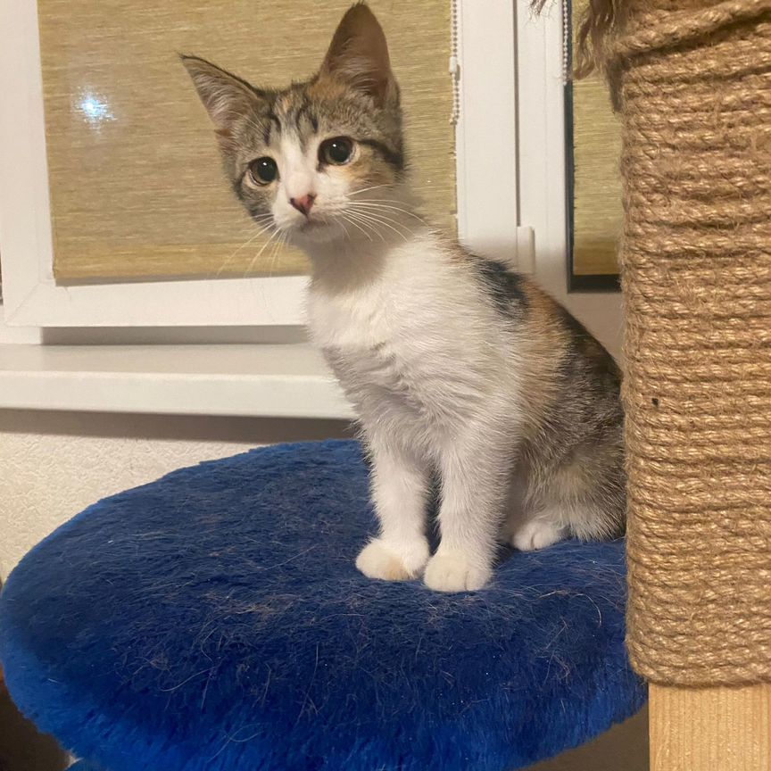 Киса Нюся в добрые руки