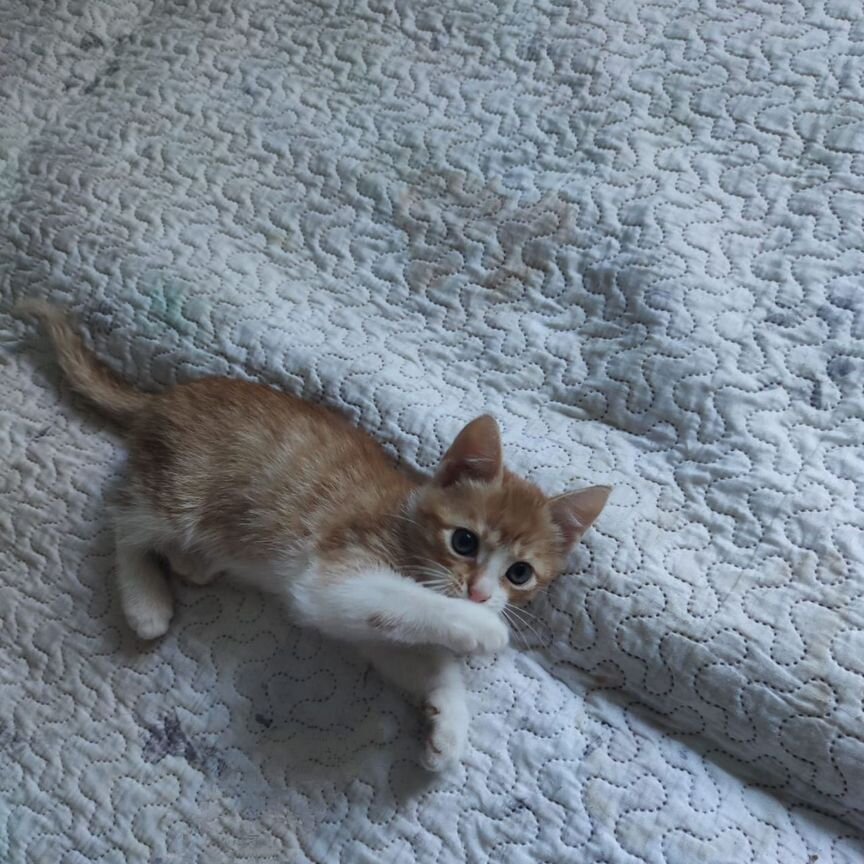 Котеночек мальчик