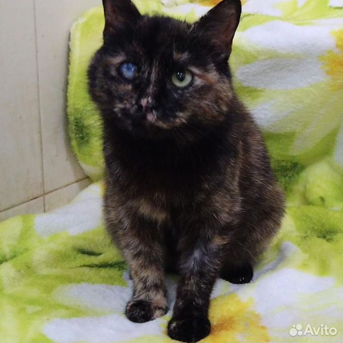 Мурочка, 1.5 года. Приют