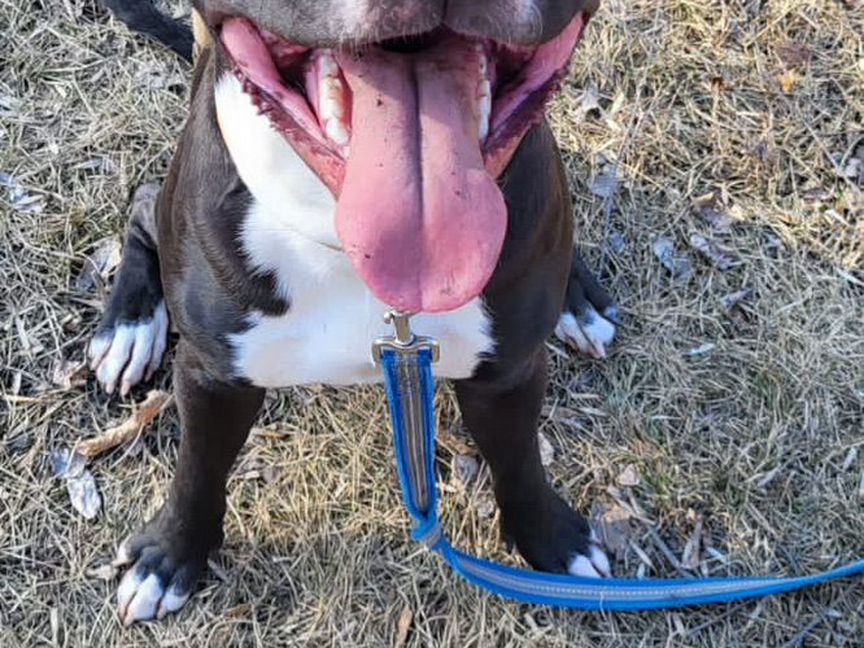 Стаффордширский терьер бесплатно