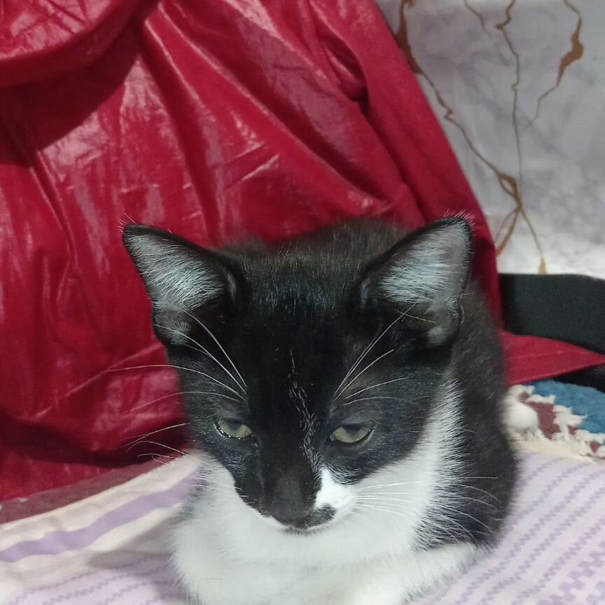Котята