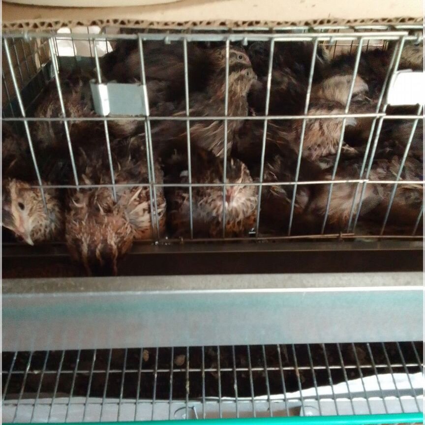 Перепёлки 3 мес