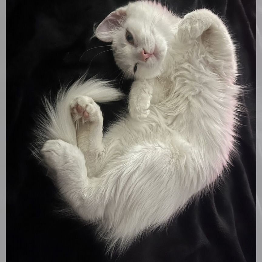 Турецкая ангора котёнок