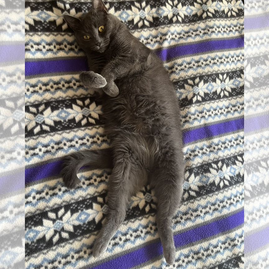 Русская голубая, взрослая кошка