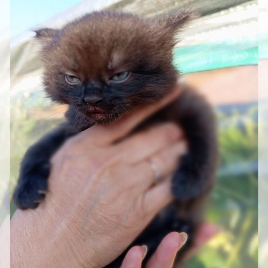 Котята в добрые руки бесплатно