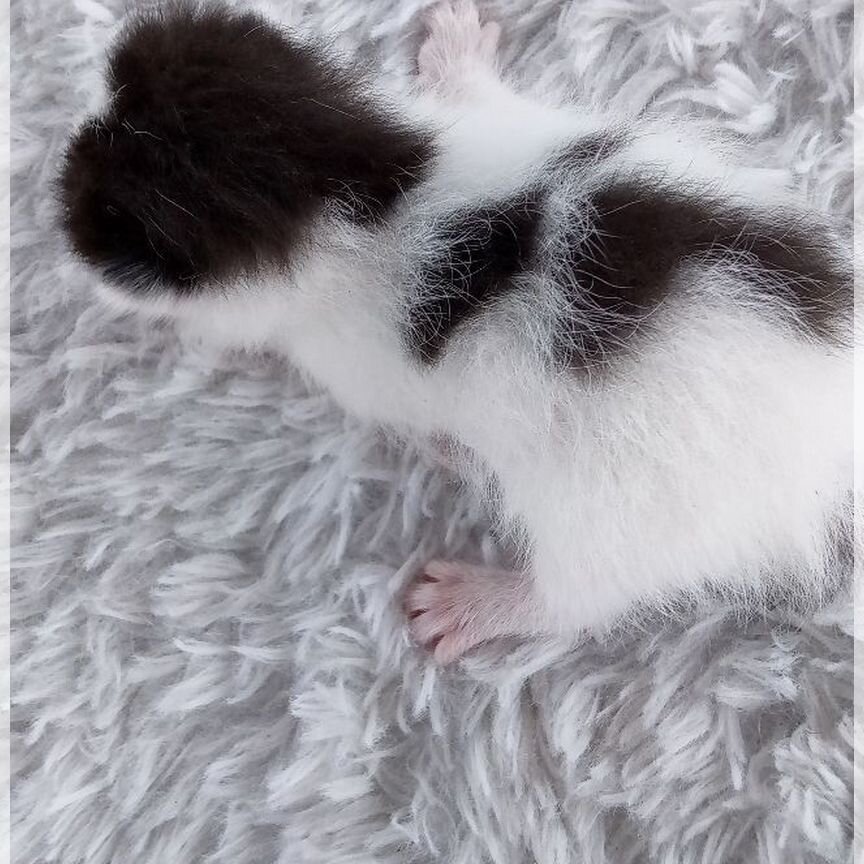 Котики бесплатно в добрые руки