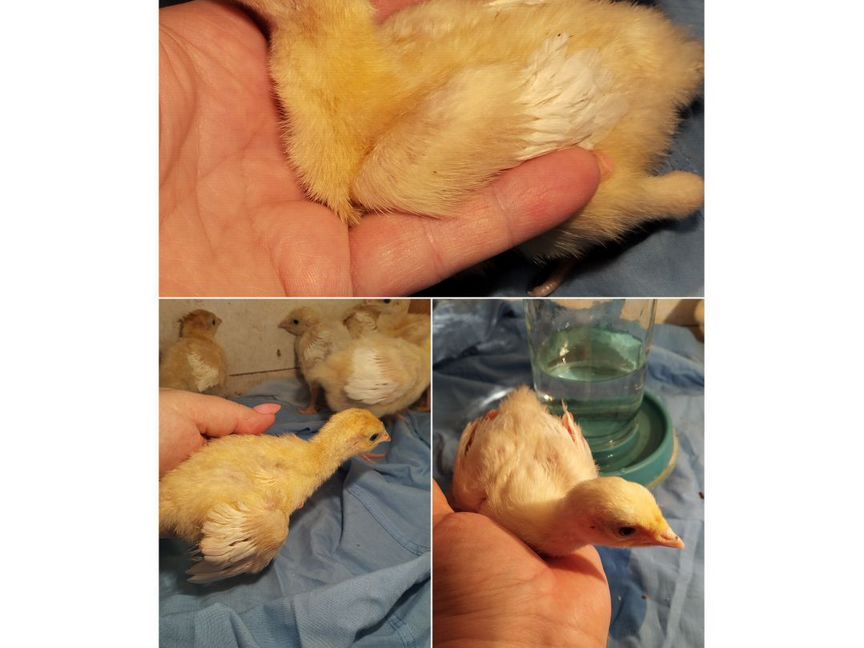 Индюшата Ставрополье