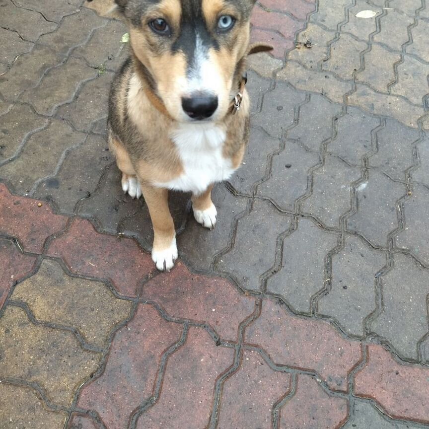 Подросток в добрые руки