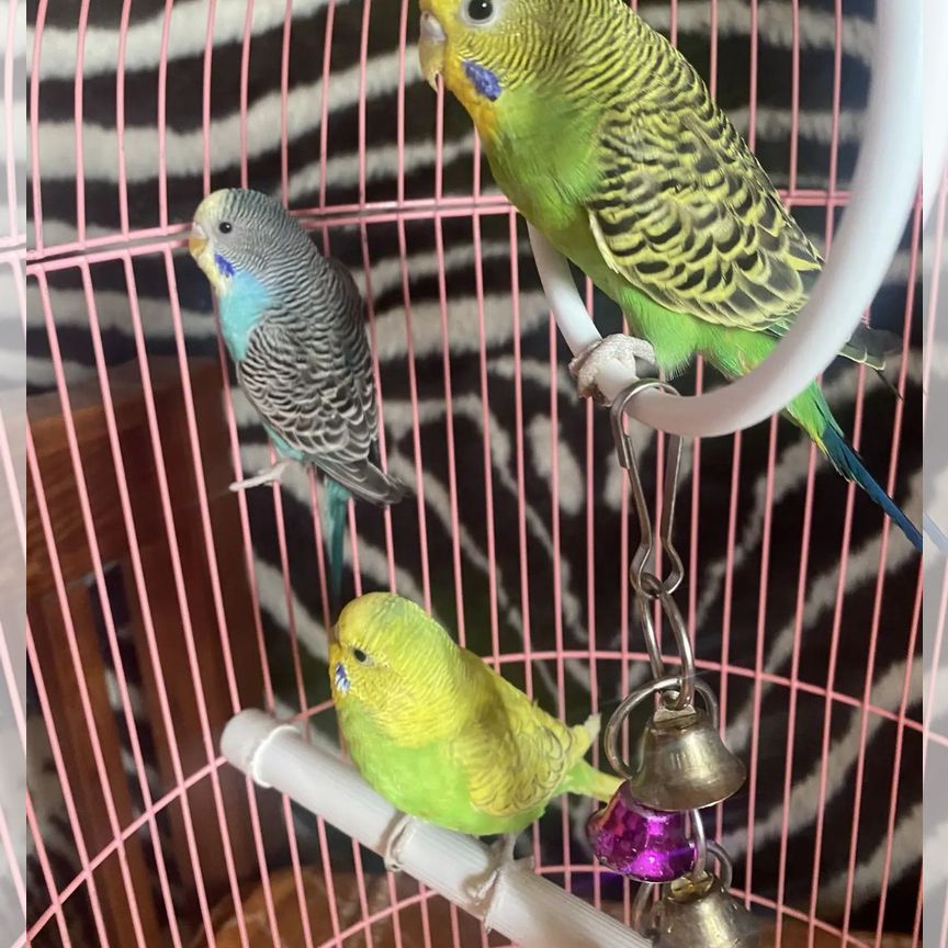 Волнистый попугай