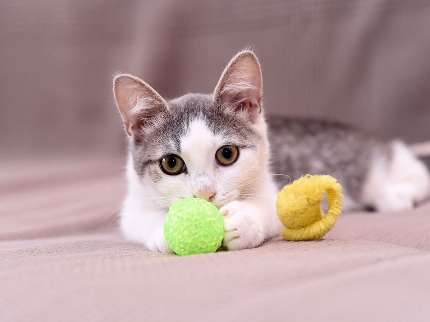 Котенок Платоша ищет семью