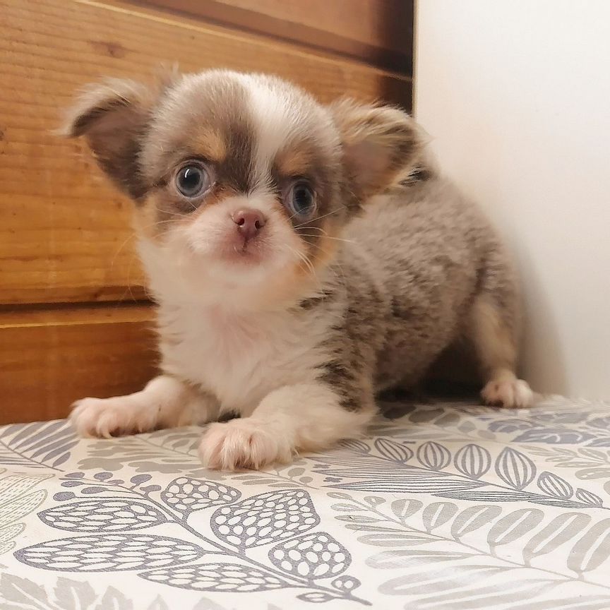 Лиловый красавчик