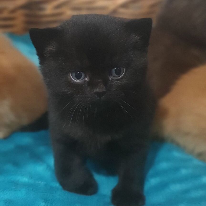 Британский короткошёрстный котёнок