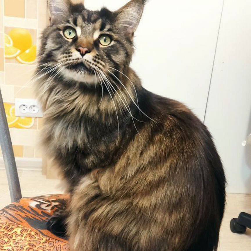 Потерялся кот