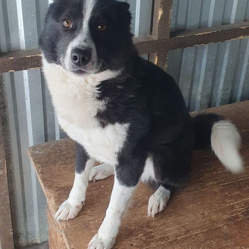 Русско европейская лайка