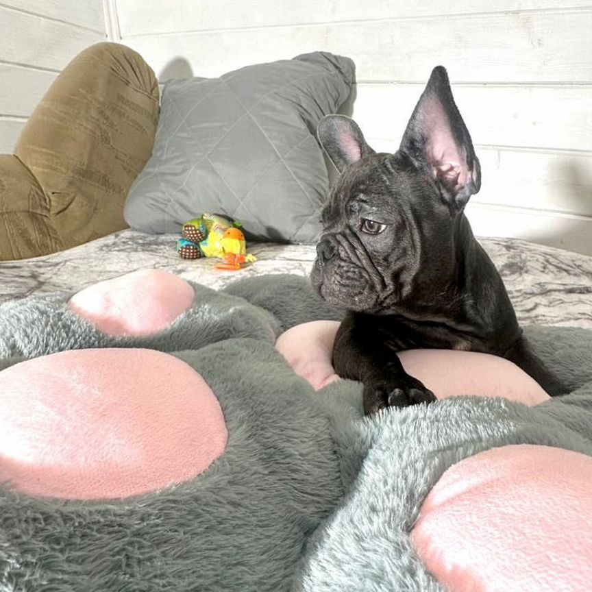 Французский бульдог, щенок