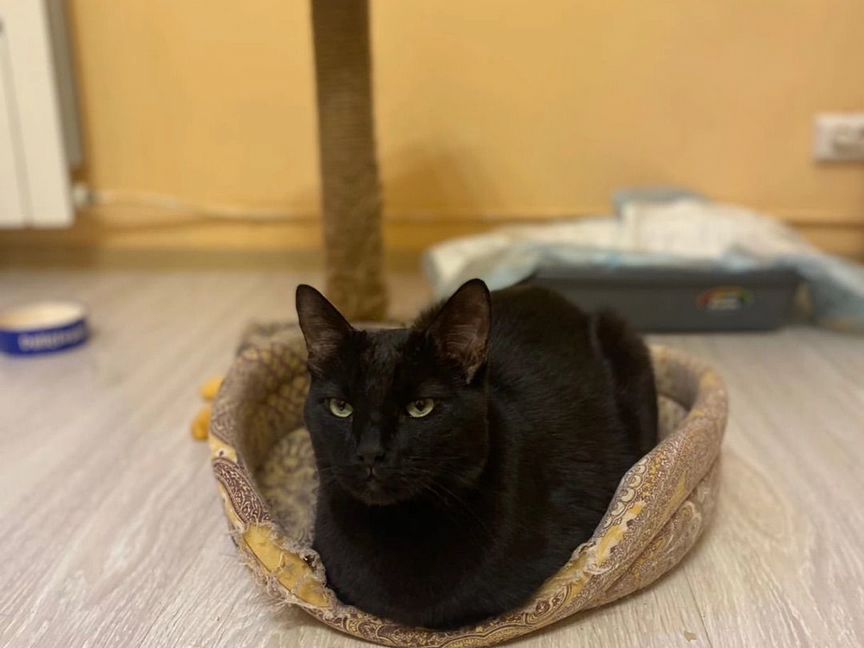 Брутальный котик ищет себе дом
