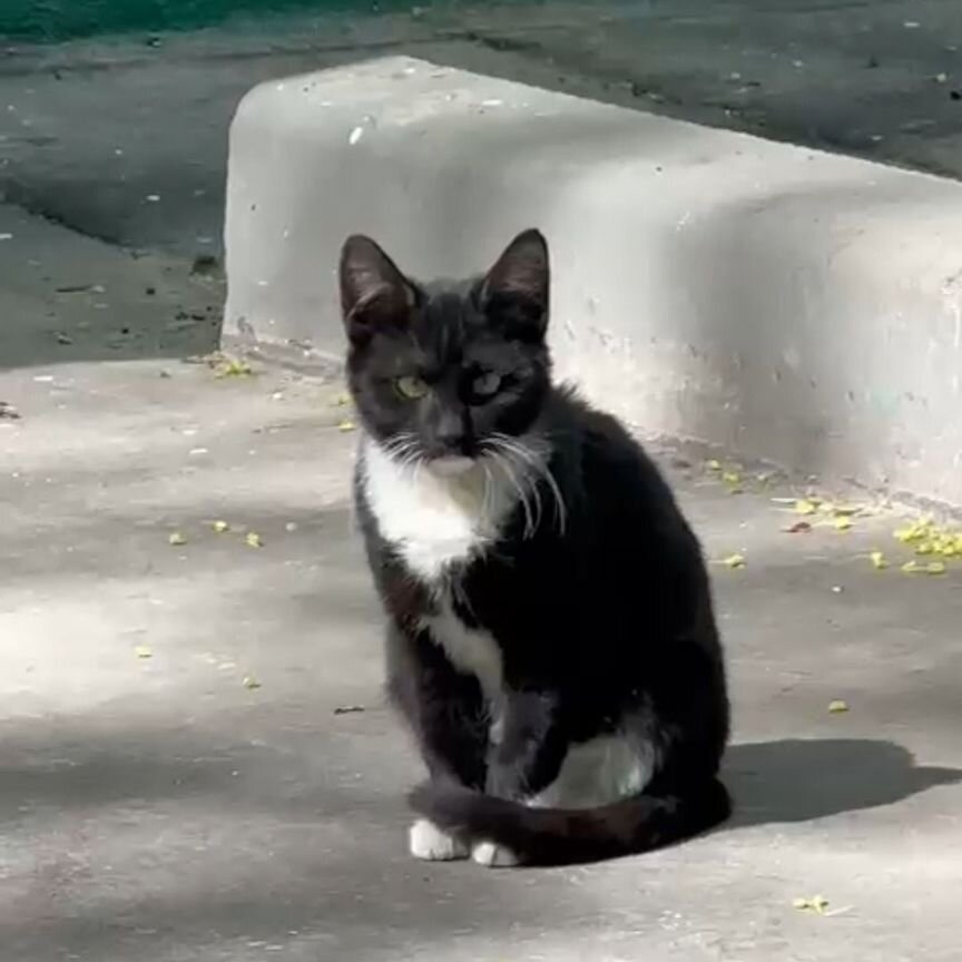 Котёнку (3 месяца) нужен дом