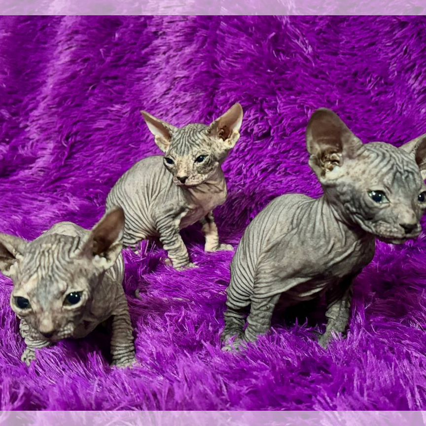 Донской сфинкс мальчик