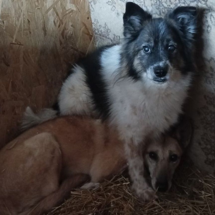 Взрослая собака в добрые руки