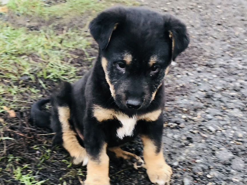 Щенок в добрые руки