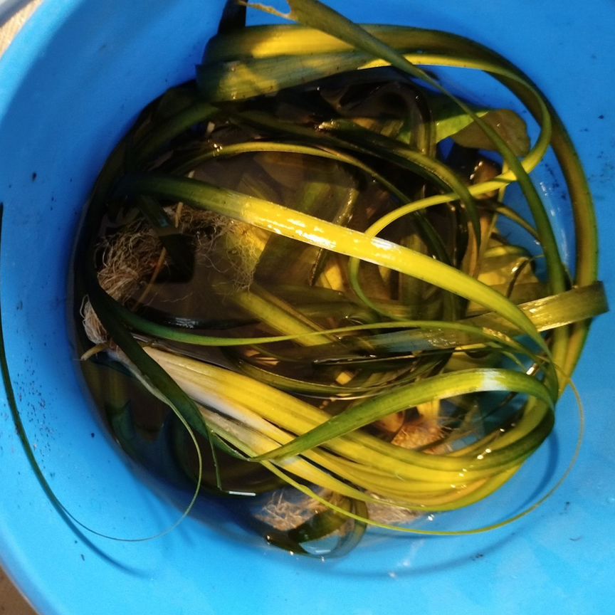 Аквариумные растения прополка