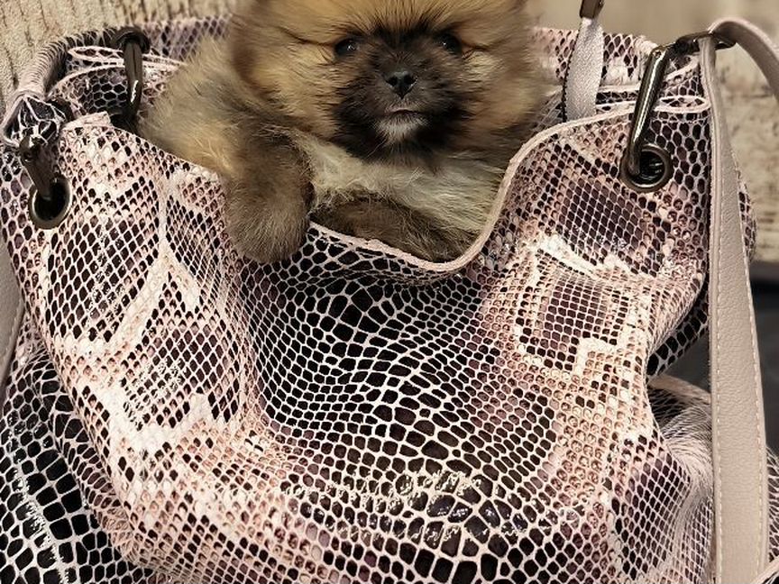 Померанский шпиц