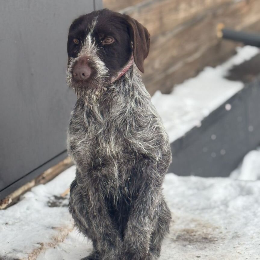 Охотничья собака породы дратхаар