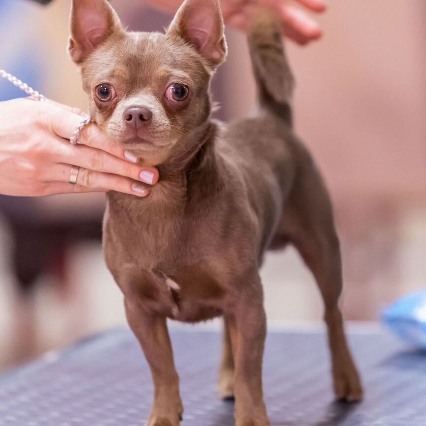 Чихуахуа, щенок