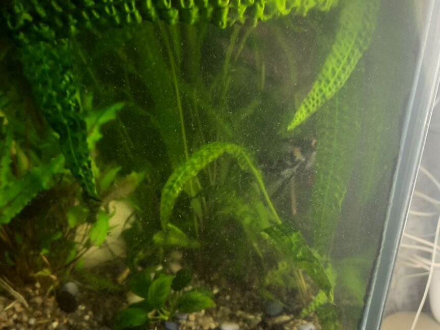 Криптокарина