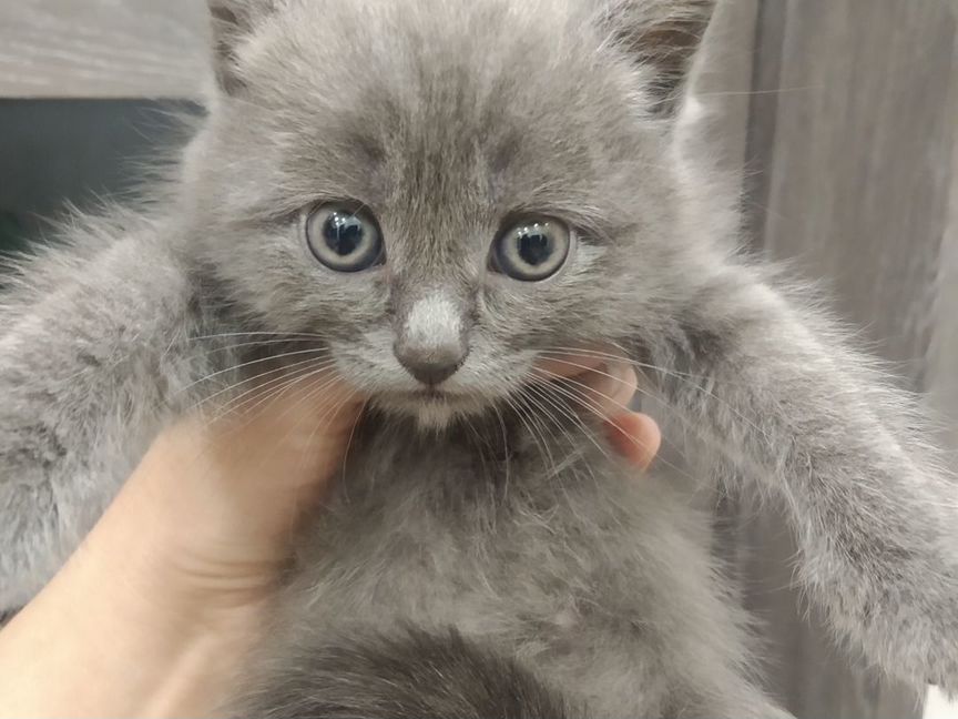 Отдам котят в добрые руки. Ласковые,игривые