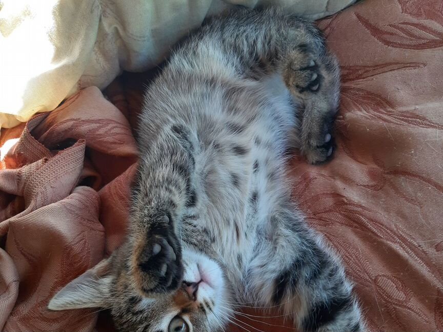 Кошечка Нюша 2.5 мес