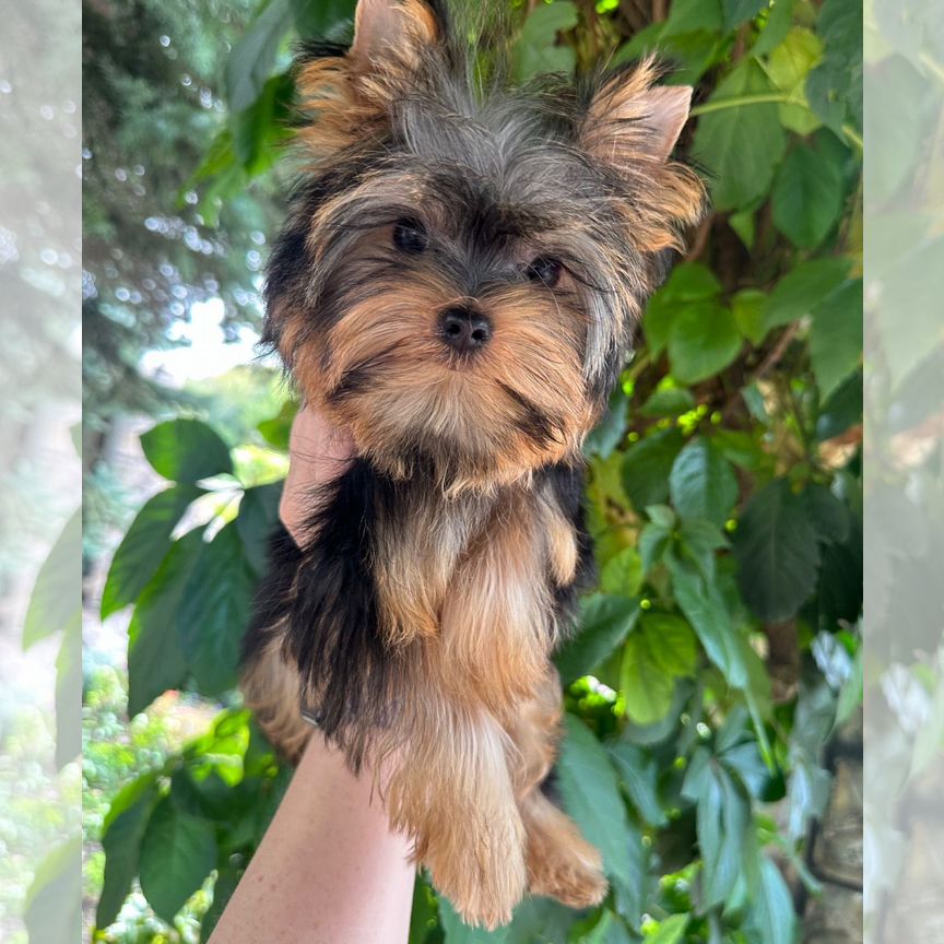 Йоркширский терьер, щенок