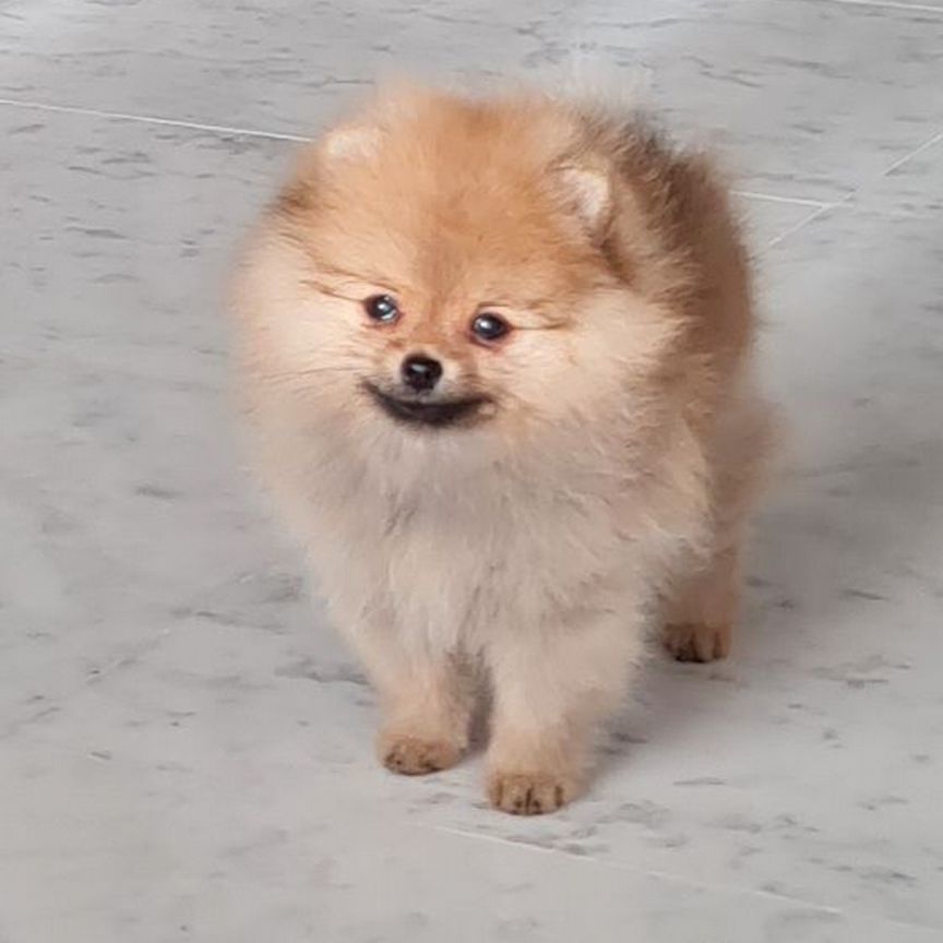 Померанский шпиц мини-мини. Мальчик 2 мес