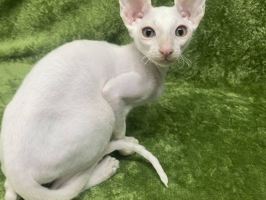 Белоснежная девочка корниш рекс
