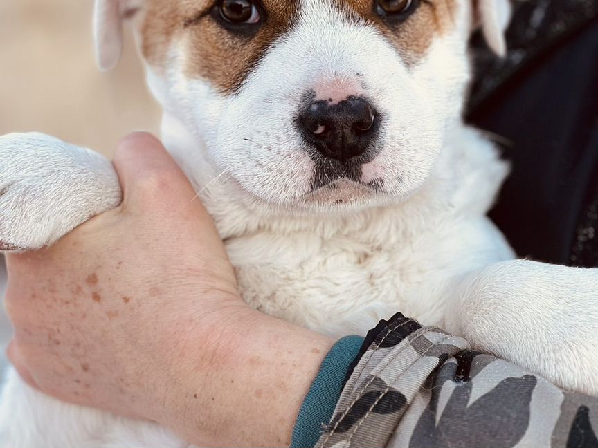 Щеночек девочка ищет дом